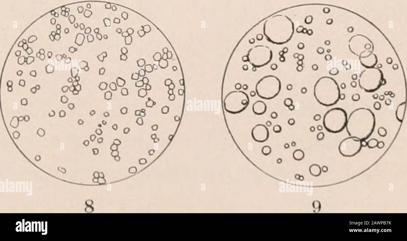Aleurone granules hi-res stock photography and images - Alamy