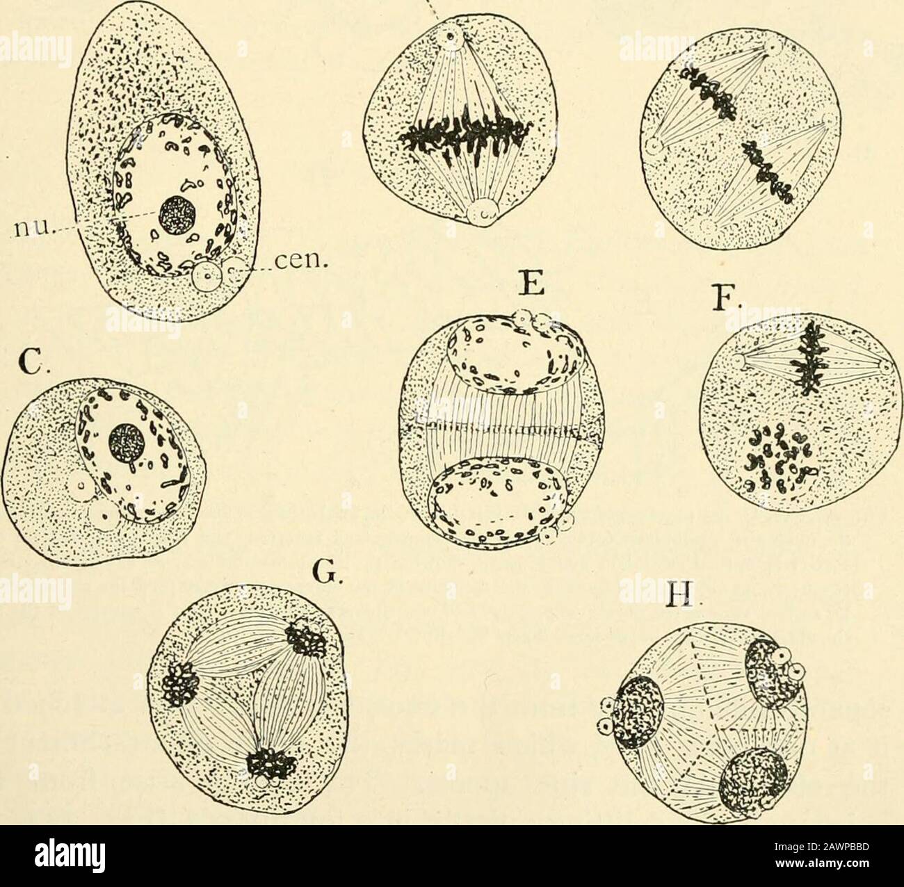 The structure & development of the mosses and ferns (Archegoniatae ...