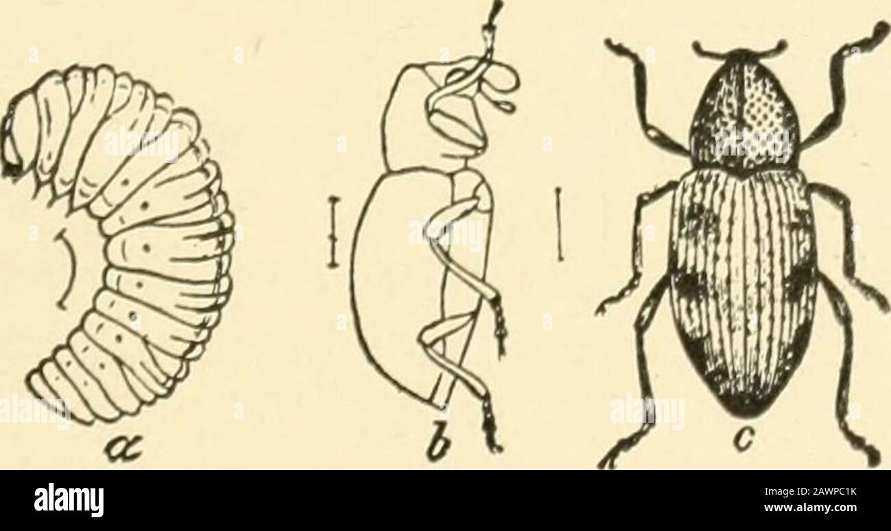 Grub like insects hi-res stock photography and images - Alamy