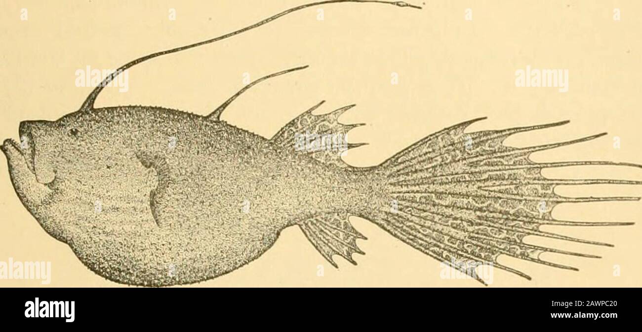 Fishes . Cryptopsaras coue.ii Gill. Gulf Strrani. are of an extremely ...