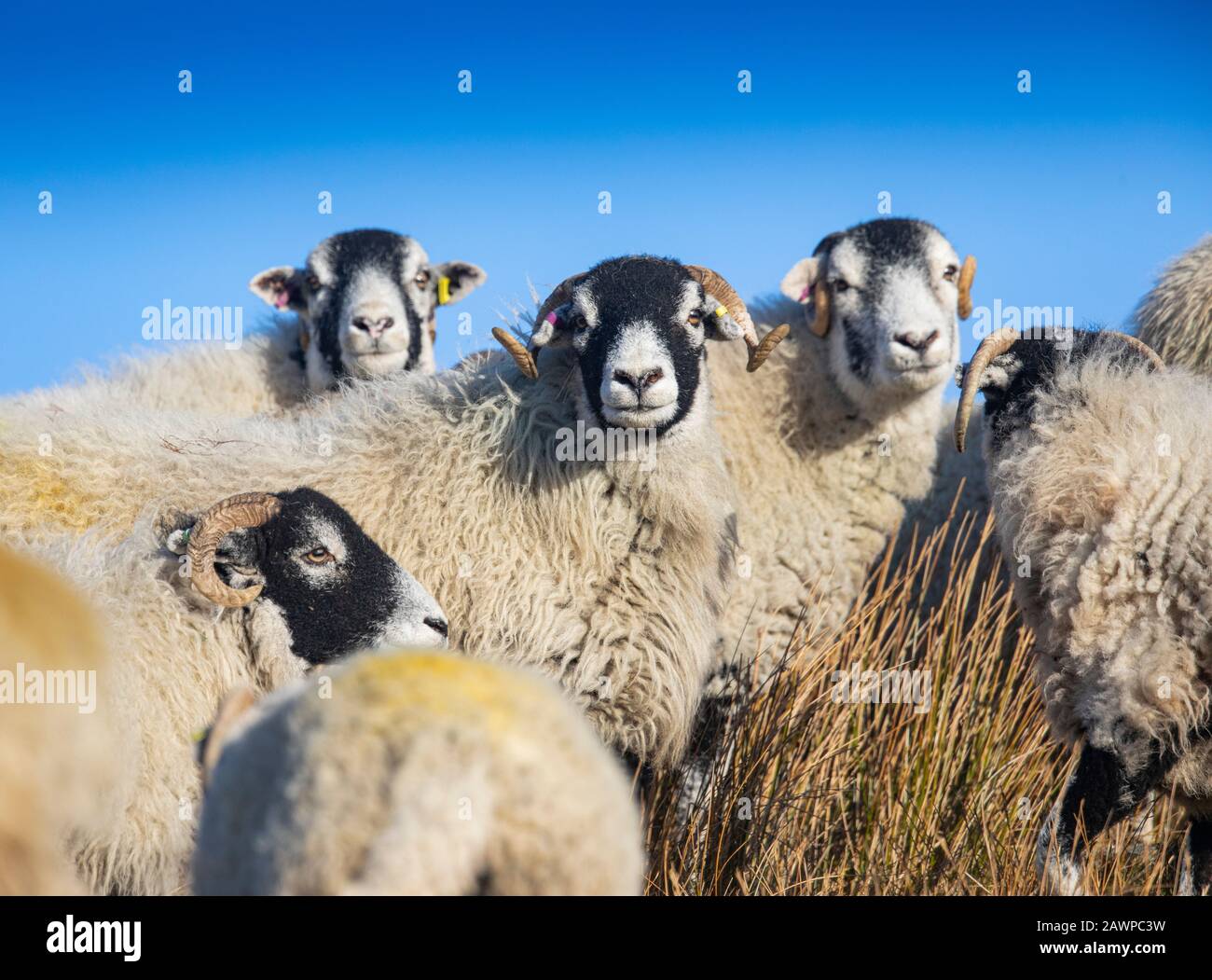 A shot of hefted Swaledale sheep taken on the high moors of Gunnerside in Swaledale, part of the ...