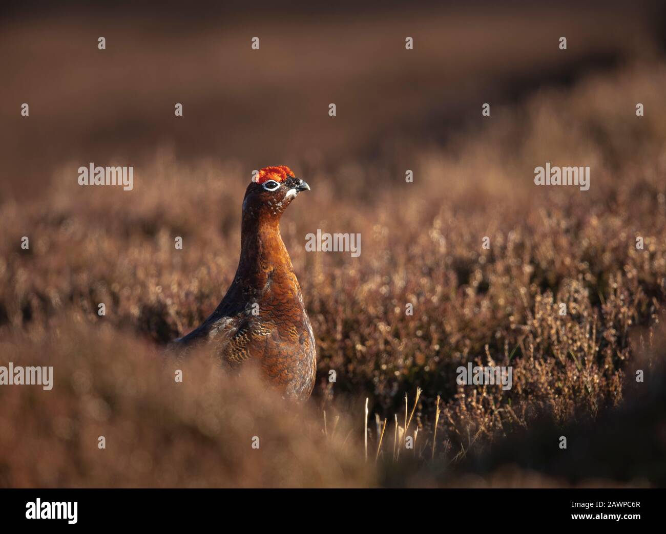 Red grouse taken on the high moors of Gunnerside in Swaledale, part of ...