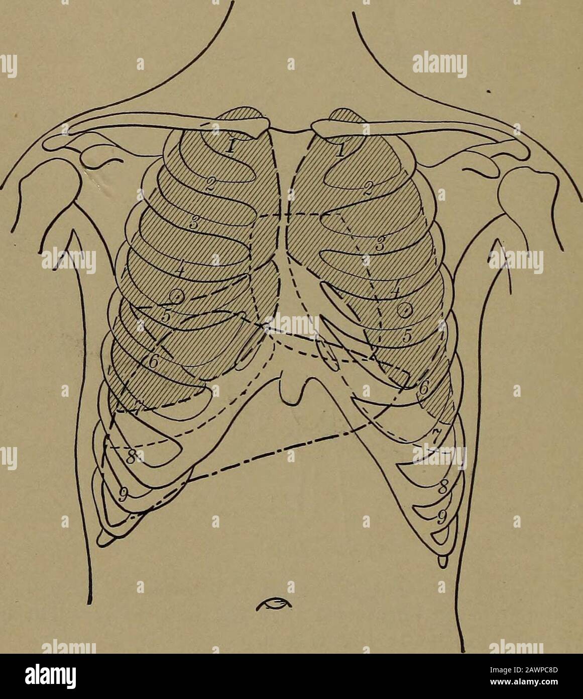 Abdominal organs diagram hi-res stock photography and images - Alamy