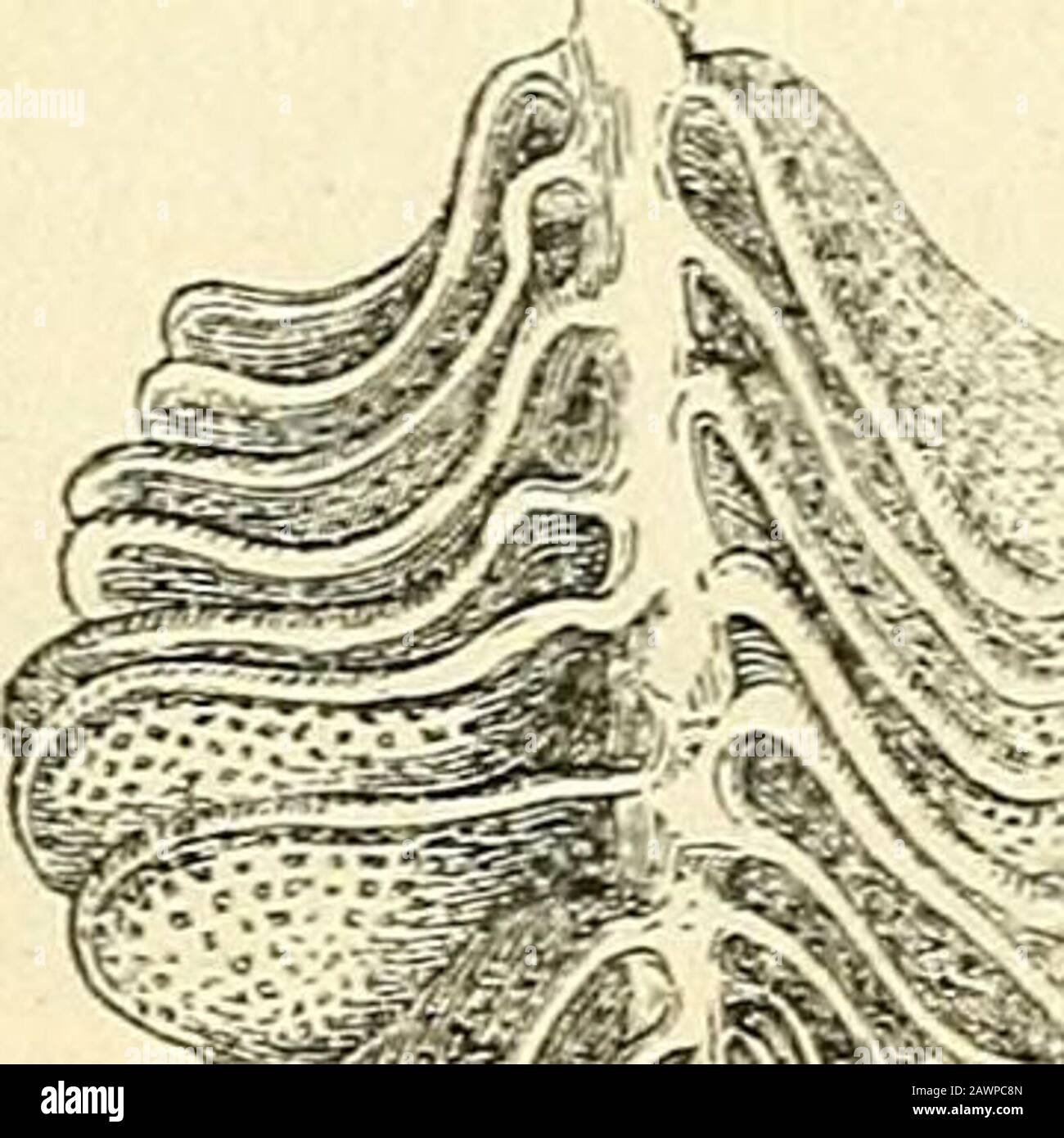 The microscope and its revelations . r f ,1 lai-^ed, showing the ...