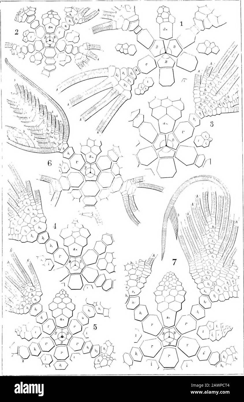 [Reports volI-XIII] . CRINOIDS, STRUCTURE. PLATE XX. Explanation of ...