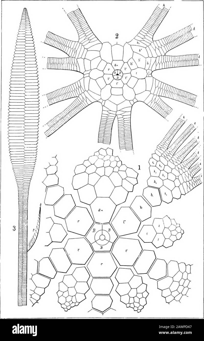 [Reports volI-XIII] . CYSTIDS AND BLASTOIDS. PLATE XIX, Explanation op ...
