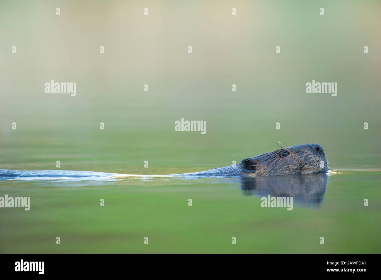 North American Beaver (Castor canadensis), Autumn, North America, by ...