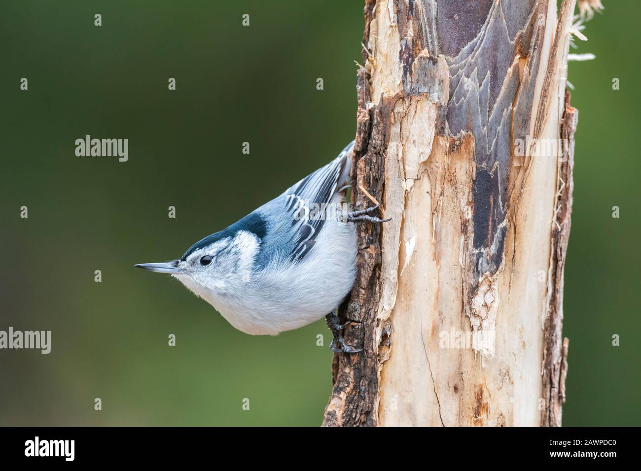 Nuthatch ecosystem bird photo hi-res stock photography and images - Alamy