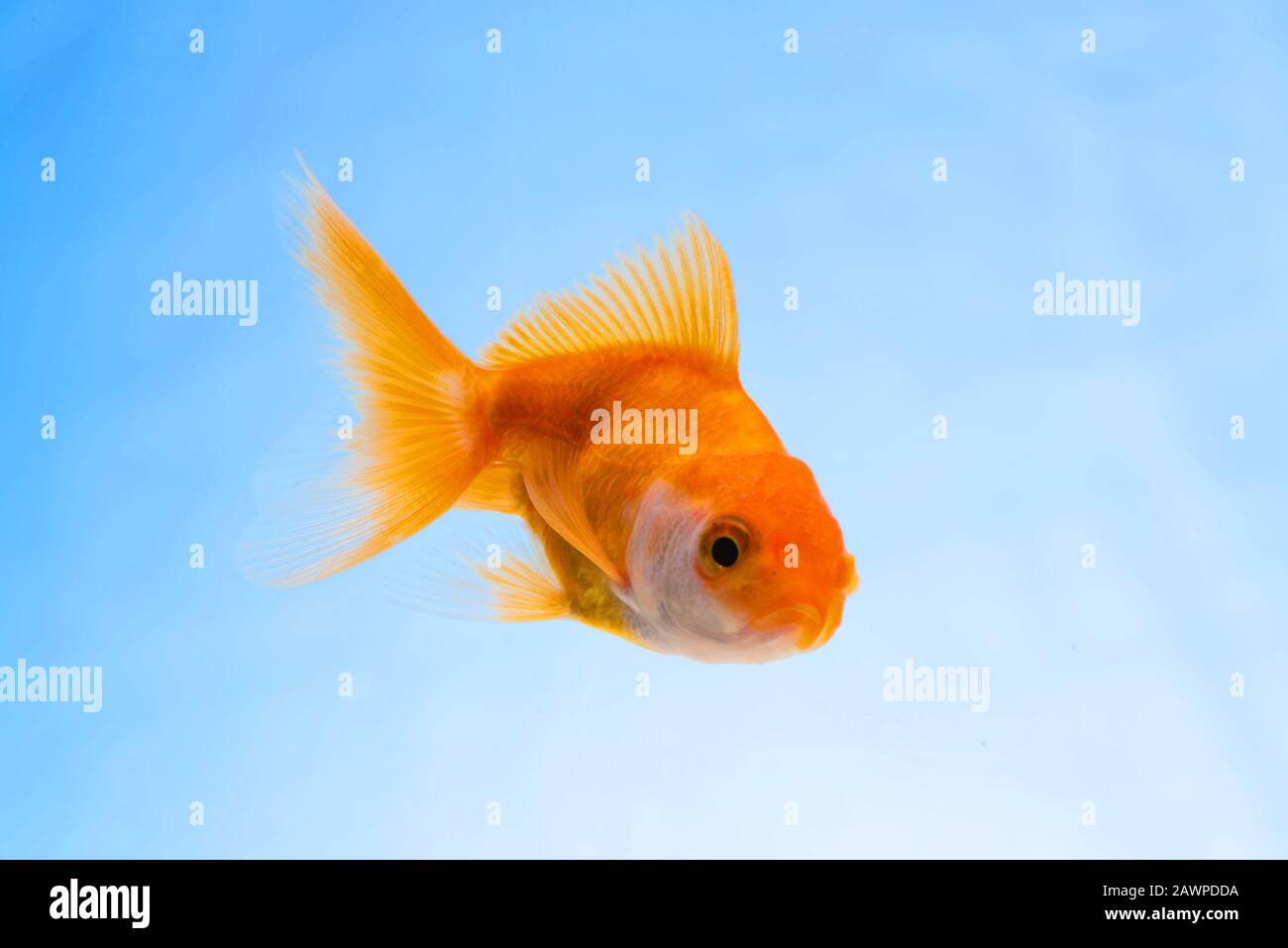 Gold fish or goldfish floating swimming underwater in fresh aquarium ...