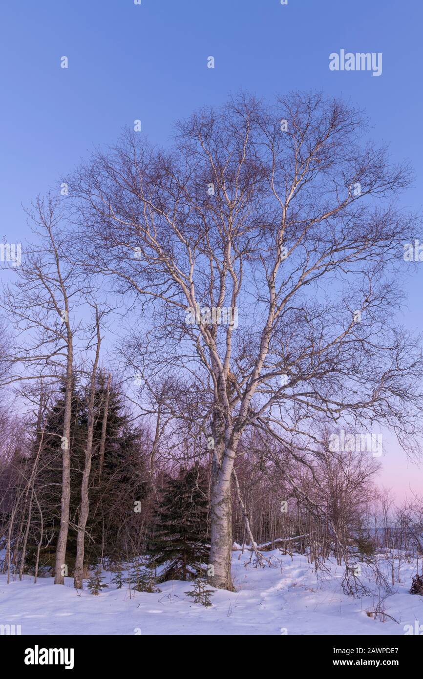 Paper birch (Betula papyrifera), evening, Minnesota, USA, by Dominique ...