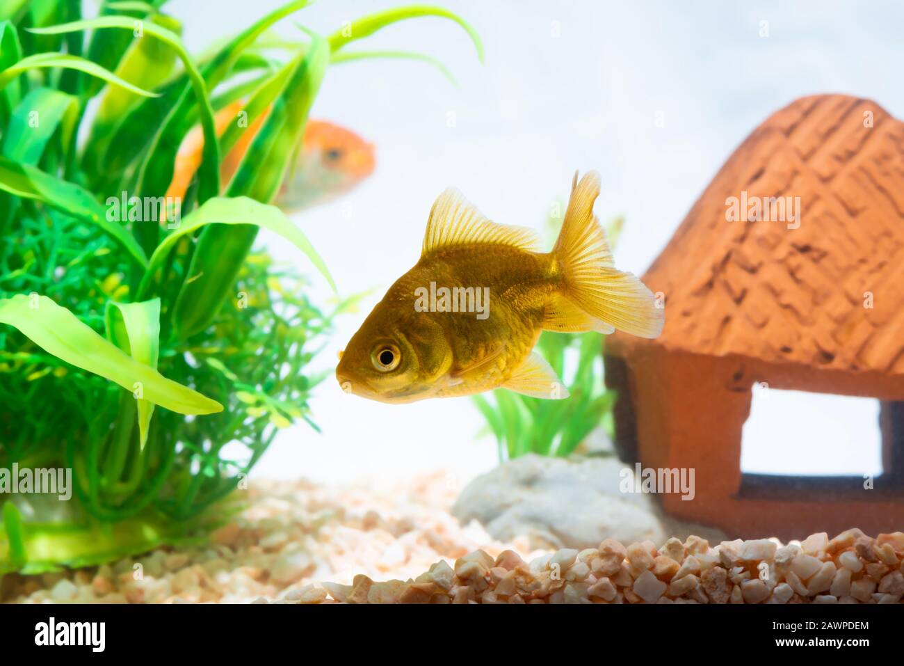 Gold fish or goldfish floating swimming underwater in fresh aquarium ...