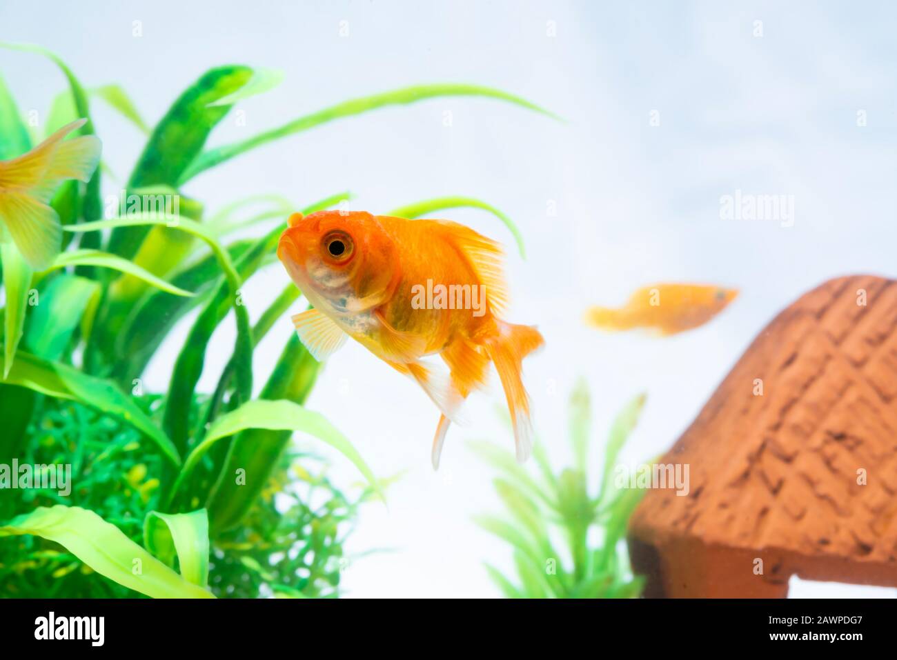 Gold fish or goldfish floating swimming underwater in fresh aquarium ...