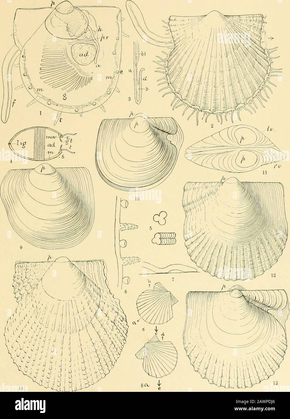 Phylogeny of the Pelecypoda : the Aviculidae and their allies . C CO ...