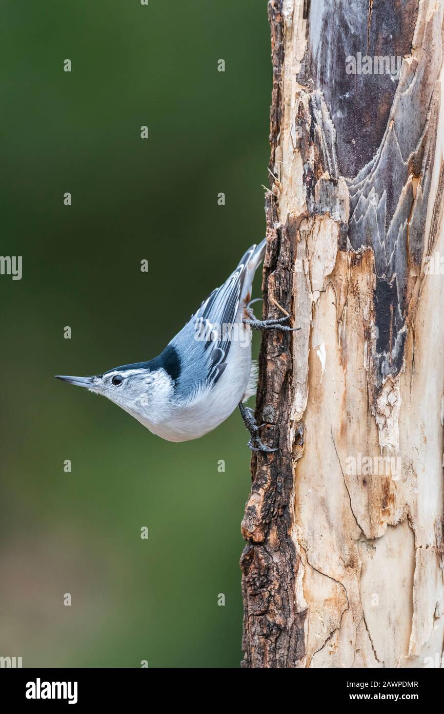 Treecreeper Or Nuthatch