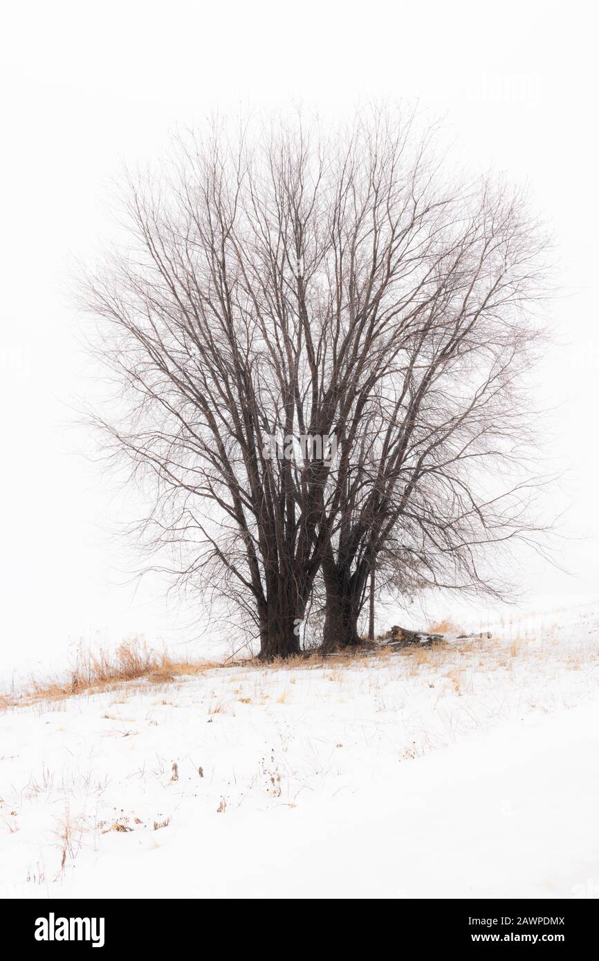 Maple tree on hillside in foggy weather, Winter, Eastern North America ...
