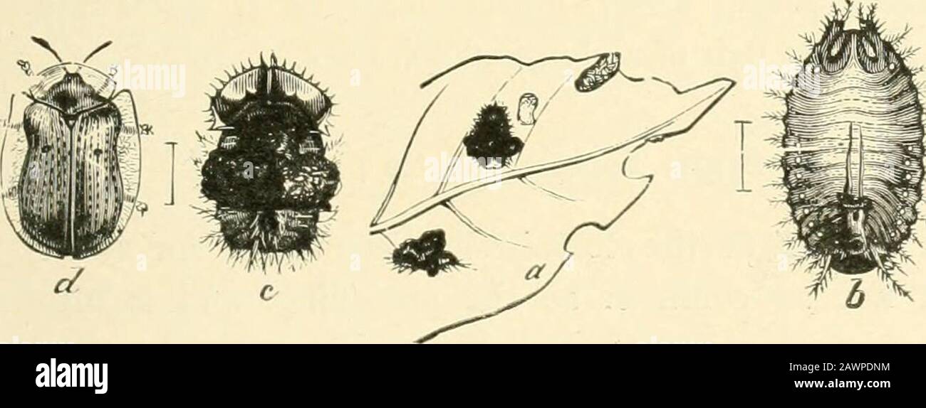 Golden tortoise beetles hi-res stock photography and images - Alamy