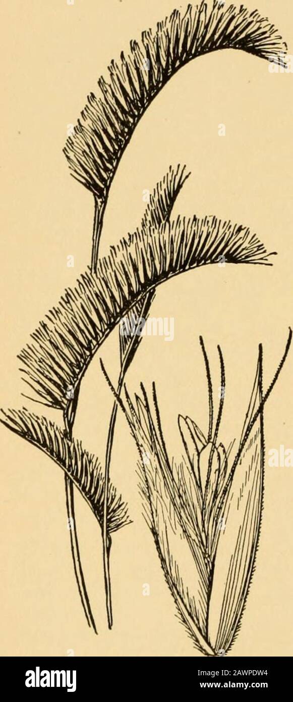 Bahama grass hi-res stock photography and images - Alamy