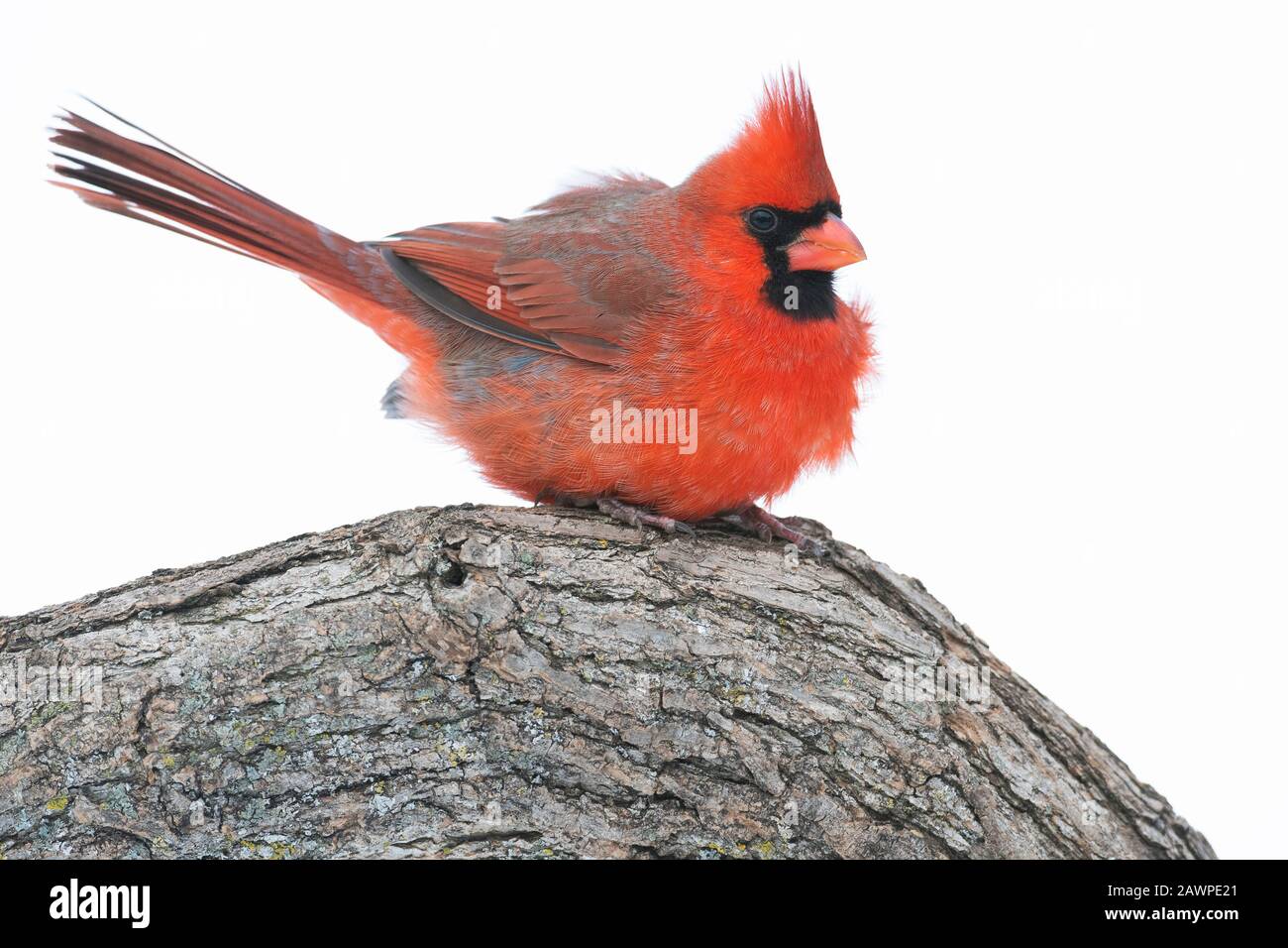 Eastern cardinal hi-res stock photography and images - Alamy