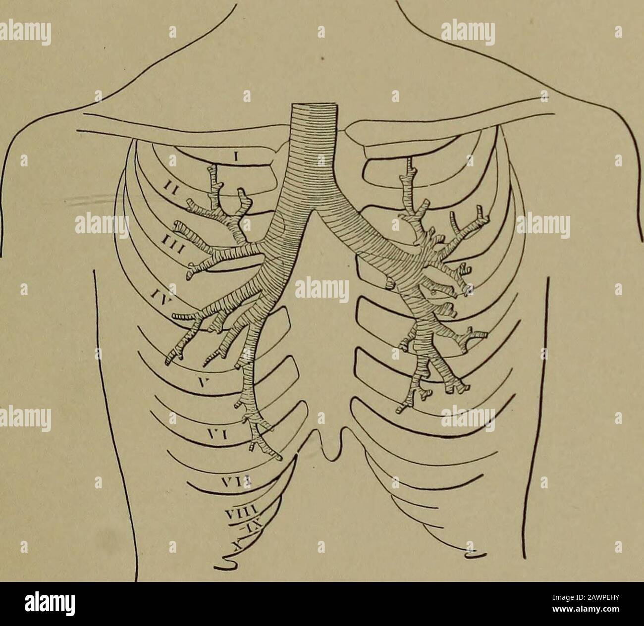 Physical diagnosis, including diseases of the thoracic and abdominal ...