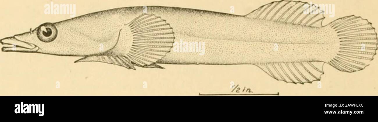 Opercular spines hi-res stock photography and images - Alamy