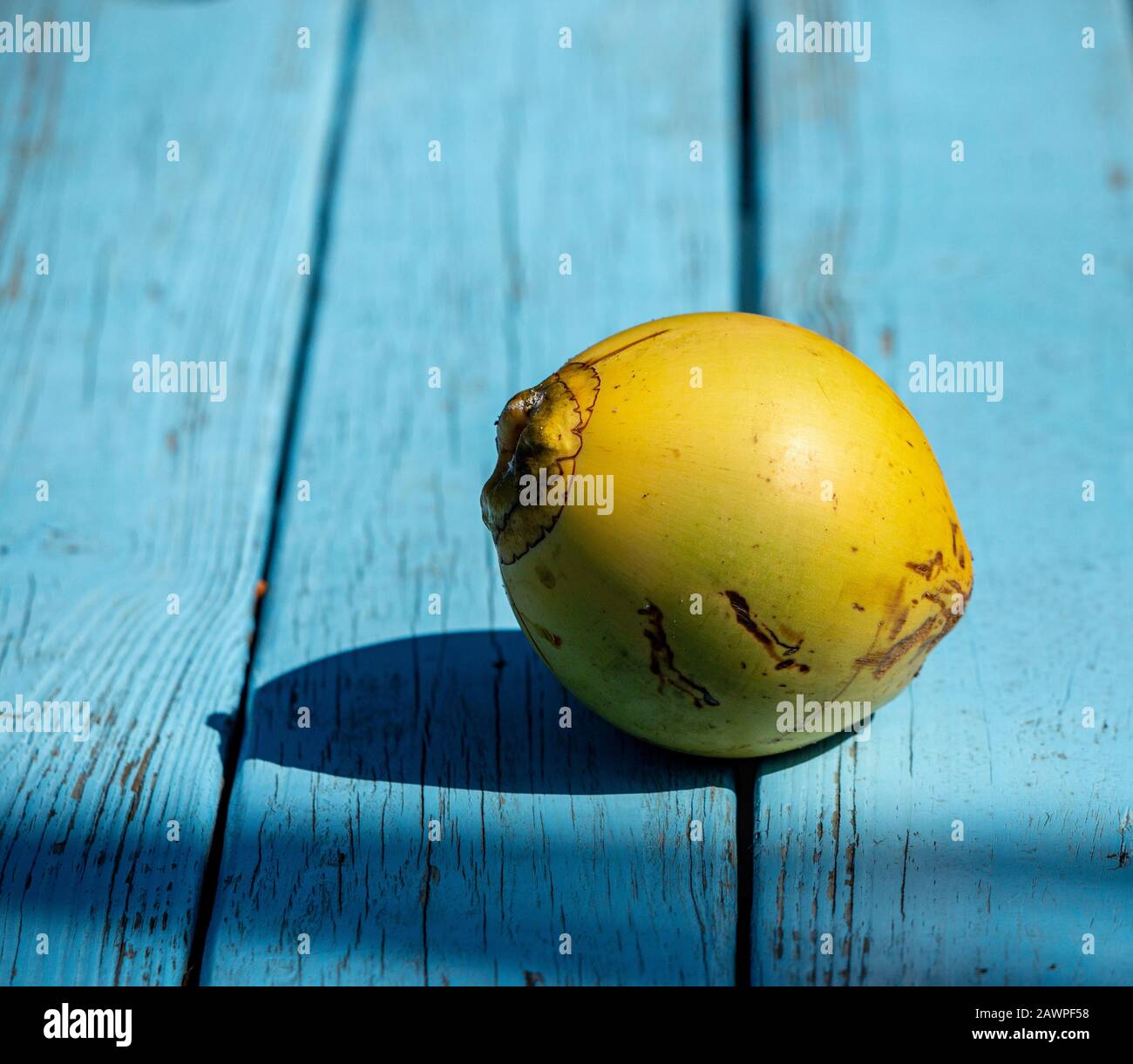 Coconut sitting on turquoise blue table Florida Keys, USA 2020 Stock ...
