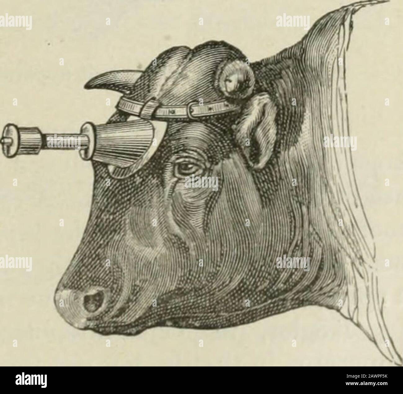 Handbook of meat inspection . Slaughtermask as used in the Stuttgart ...