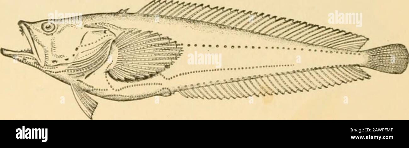 Cycloid Scales High Resolution Stock Photography and Images - Alamy