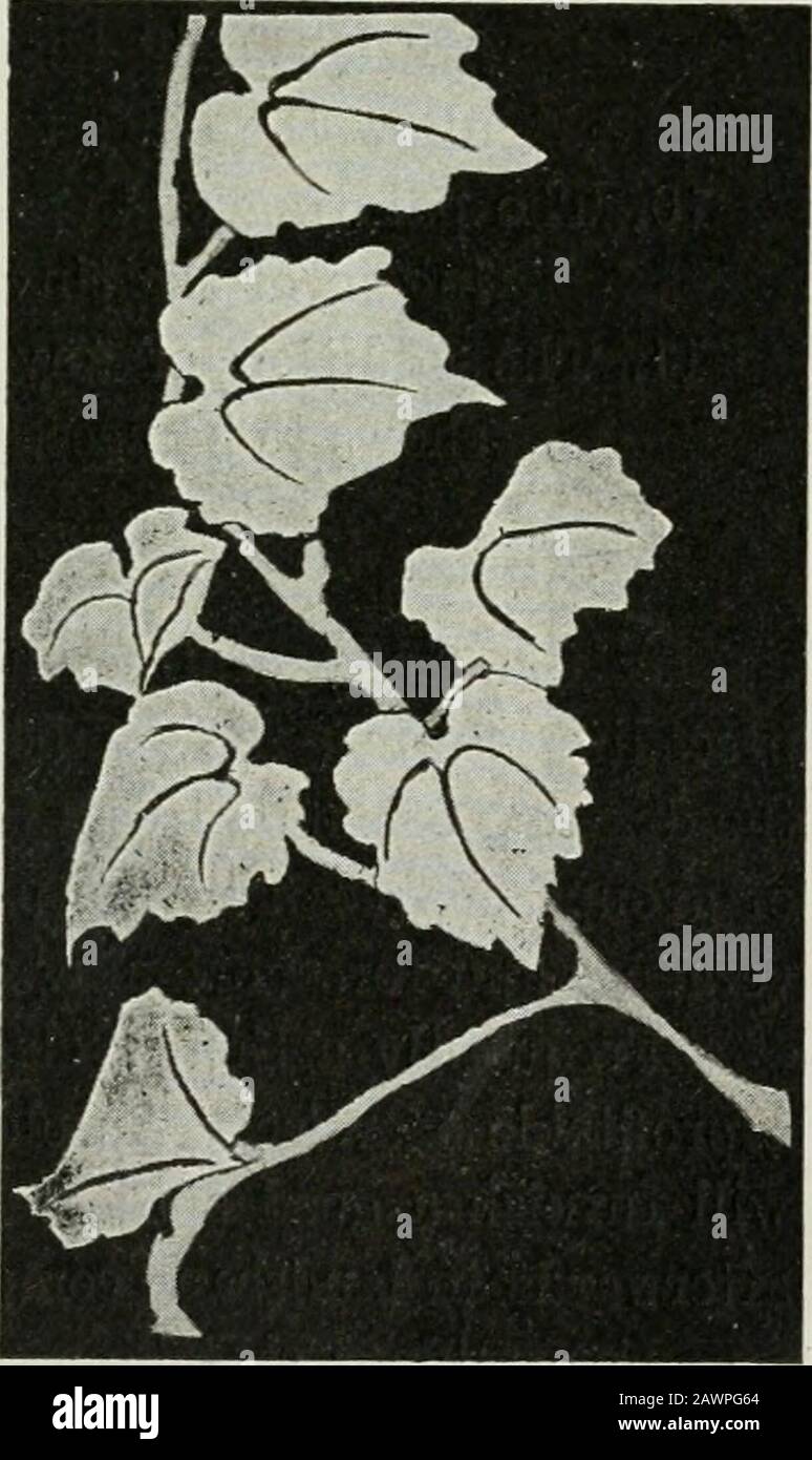 Buds sheet 3 hi-res stock photography and images - Alamy