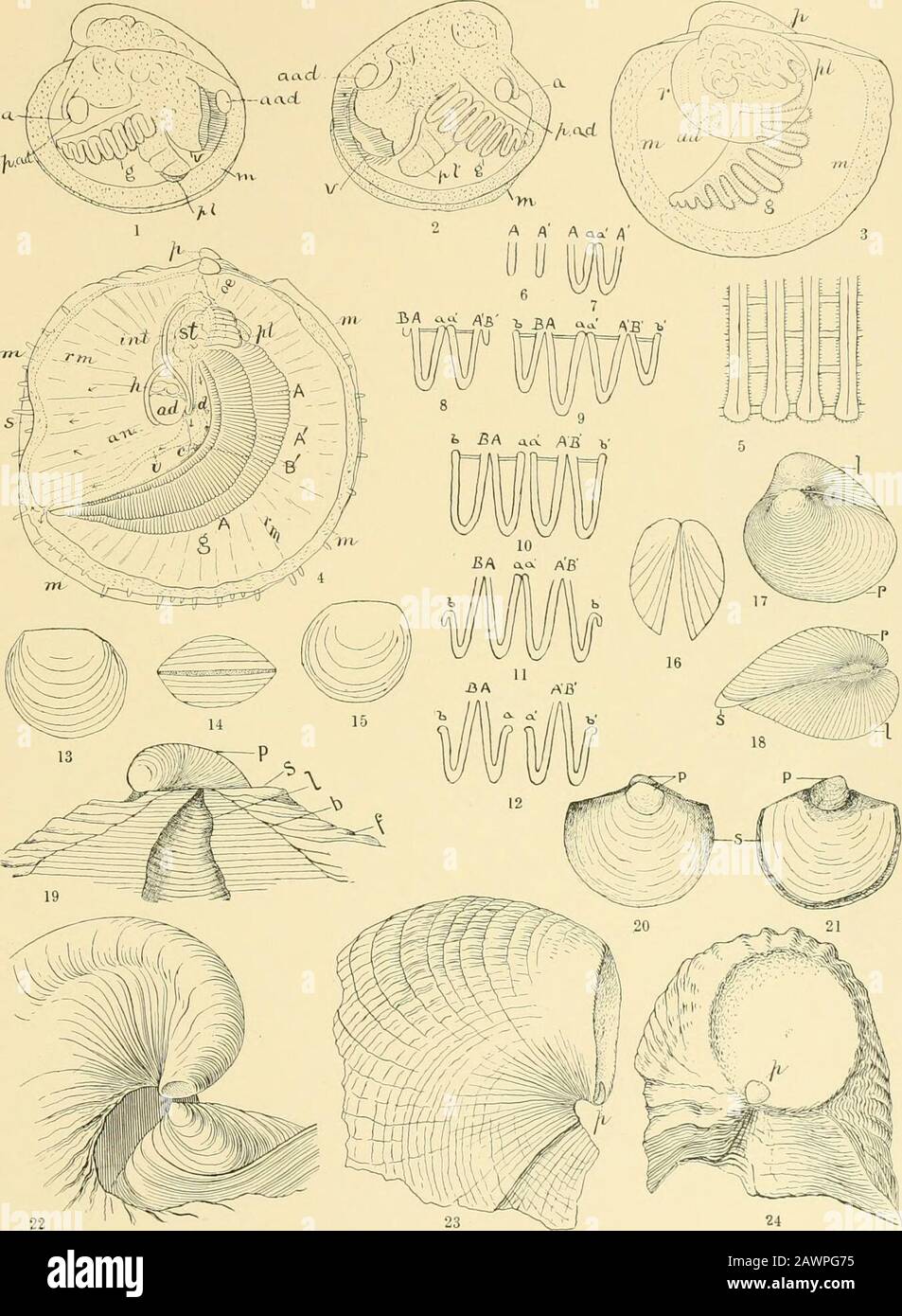 Pelecypoda hi-res stock photography and images - Alamy