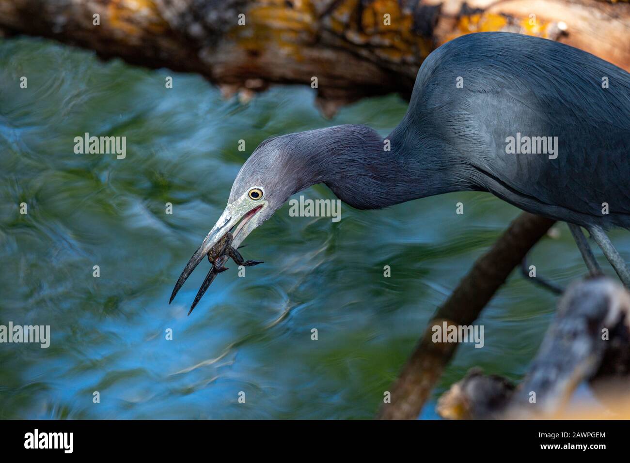 Little Blue Heron(Egretta caerulea) eating a crab Florida, USA 2020 ...