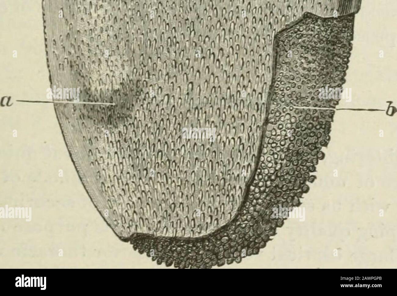 Handbook of meat inspection . Aphtha. Tip of bcef tongue; a, aphtha; b ...