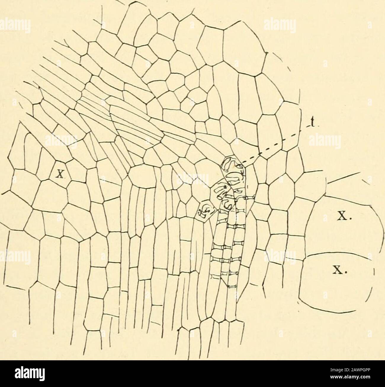 The structure & development of the mosses and ferns (Archegoniatae ...