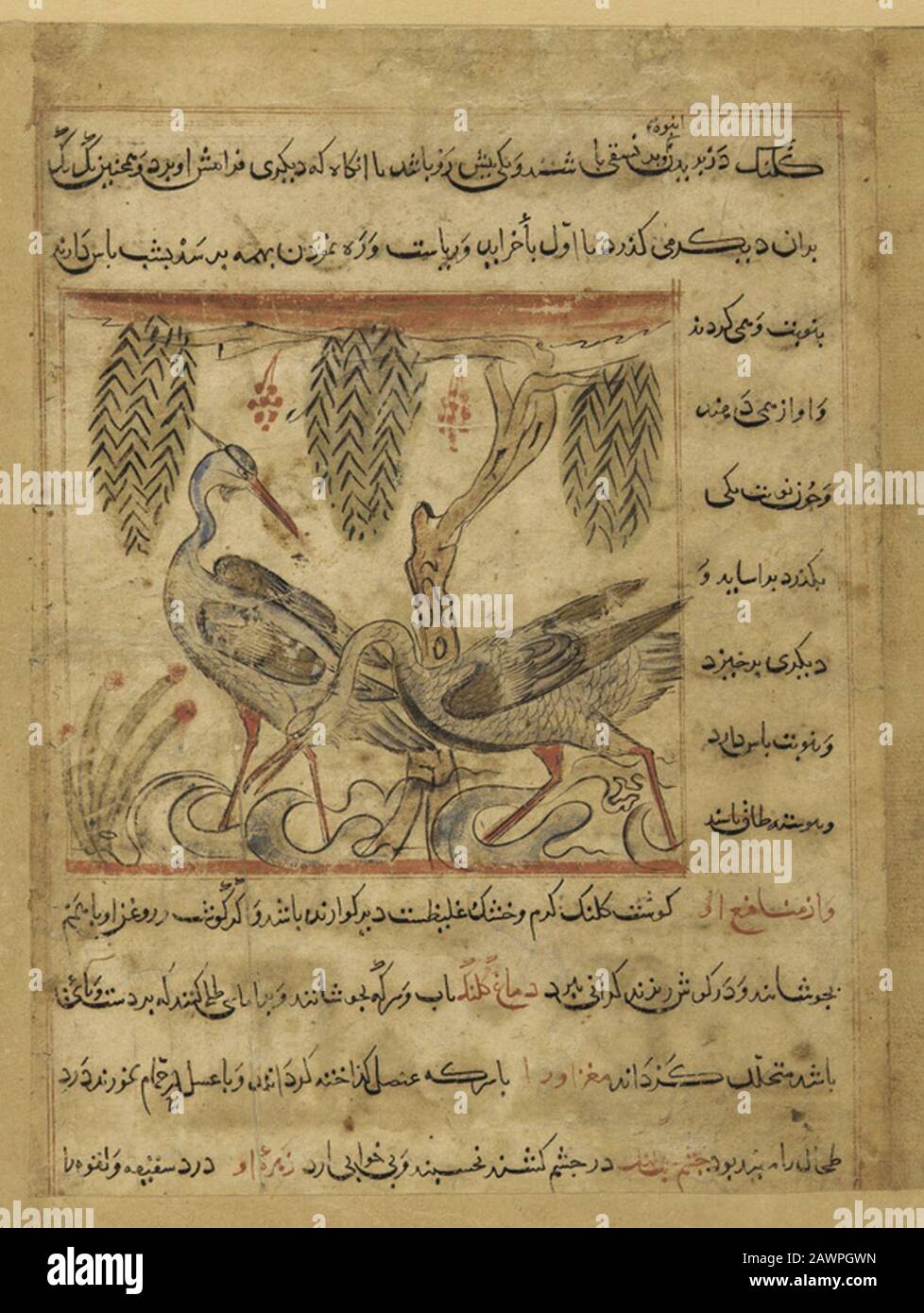 Folio from a Manafi'al-Hayawan Stock Photo - Alamy