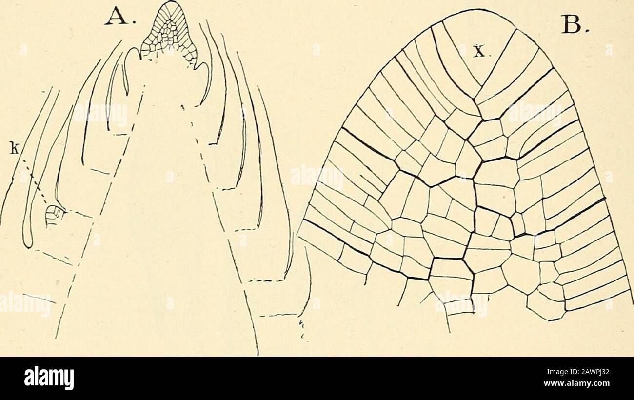 Pyramidal cell hi-res stock photography and images - Alamy