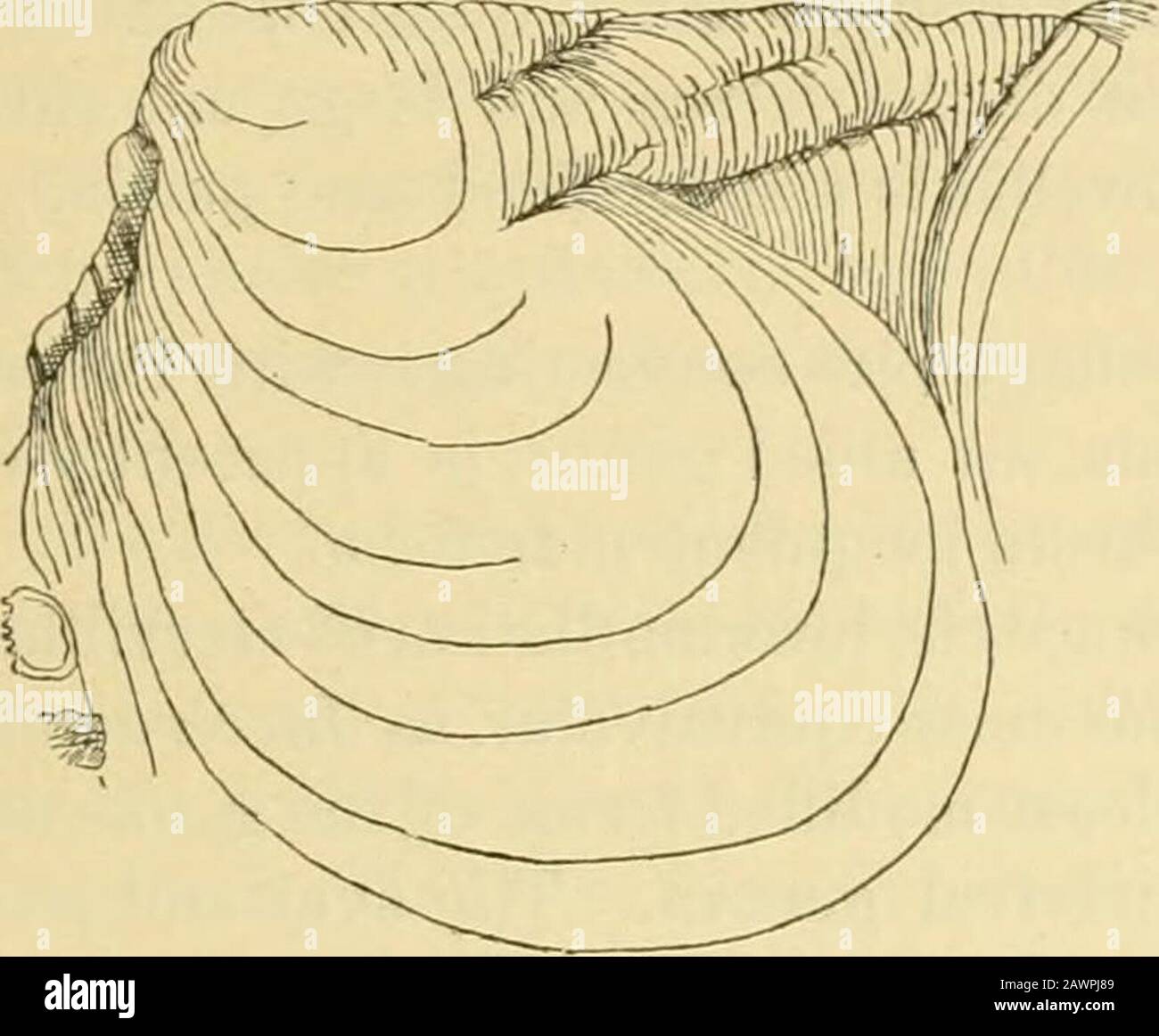 Phylogeny of the Pelecypoda : the Aviculidae and their allies . p. 330 ...