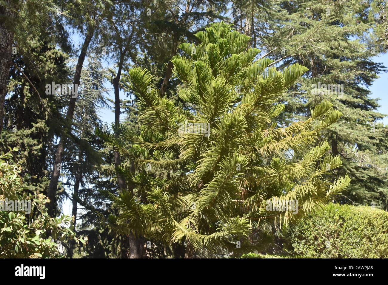 PIne tree landscape in forest in Israel Stock Photo - Alamy