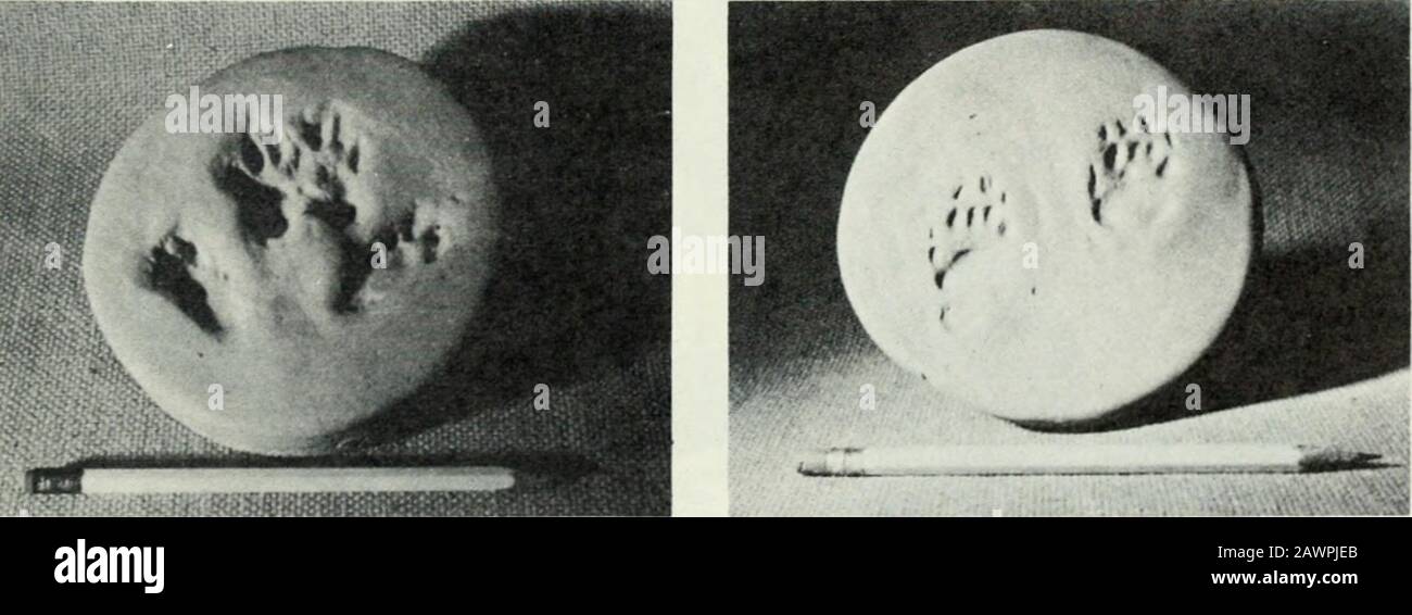 Rabbit tracks mud hi-res stock photography and images - Alamy