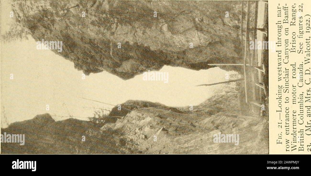 Monograptus hi-res stock photography and images - Alamy