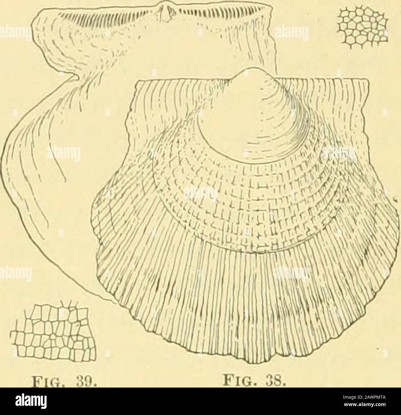 Phylogeny of the Pelecypoda : the Aviculidae and their allies . is ...