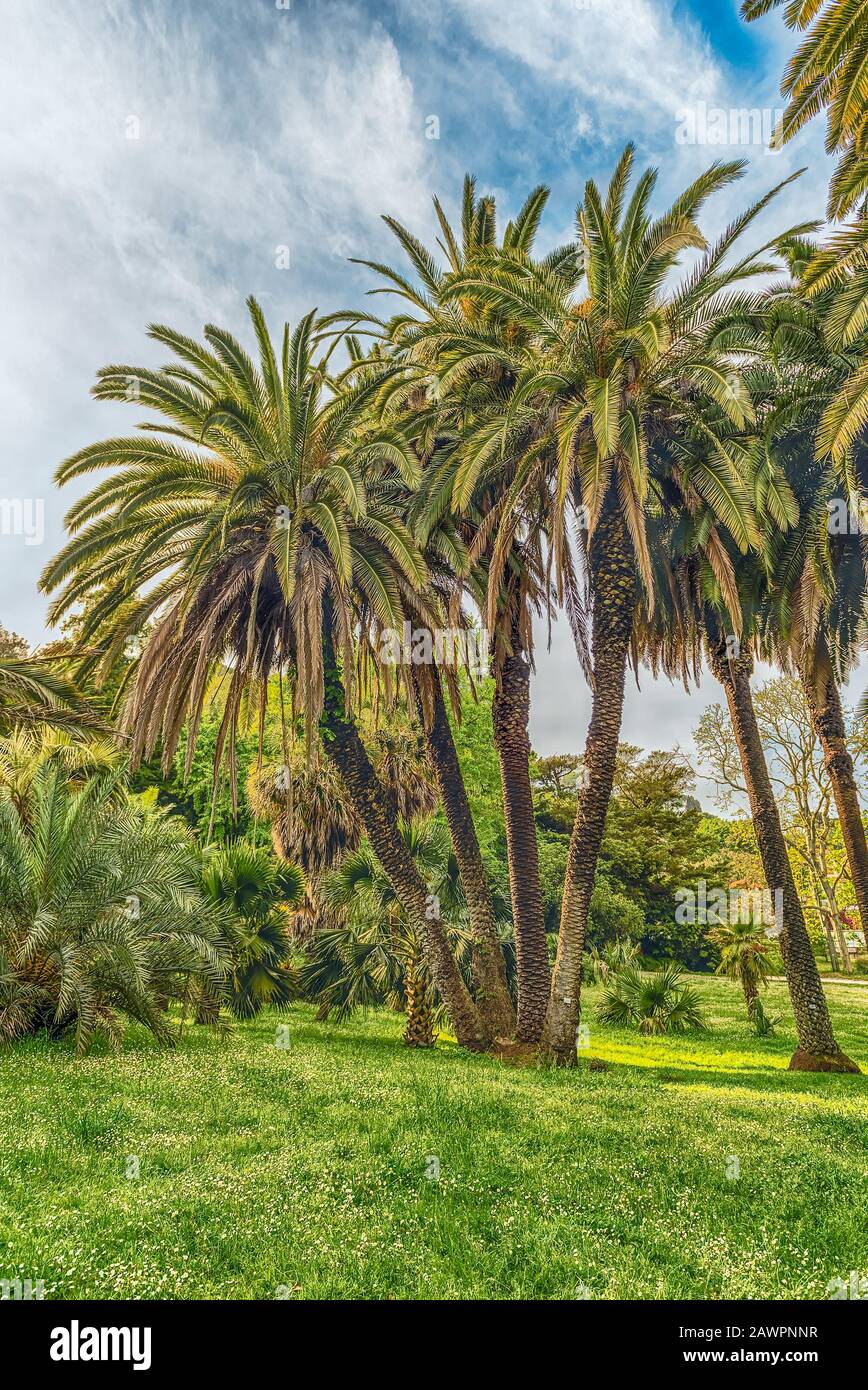Beautiful palm trees inside a public garden in Rome, Italy Stock Photo ...