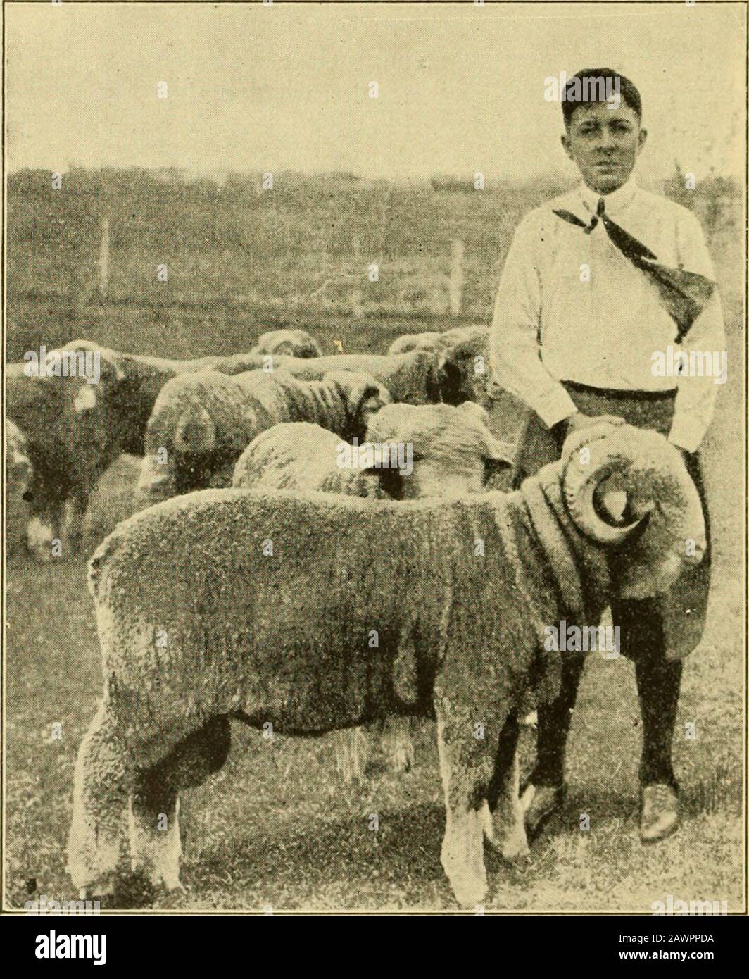 Management and feeding of sheep . sheep to befattened, the supply being ...