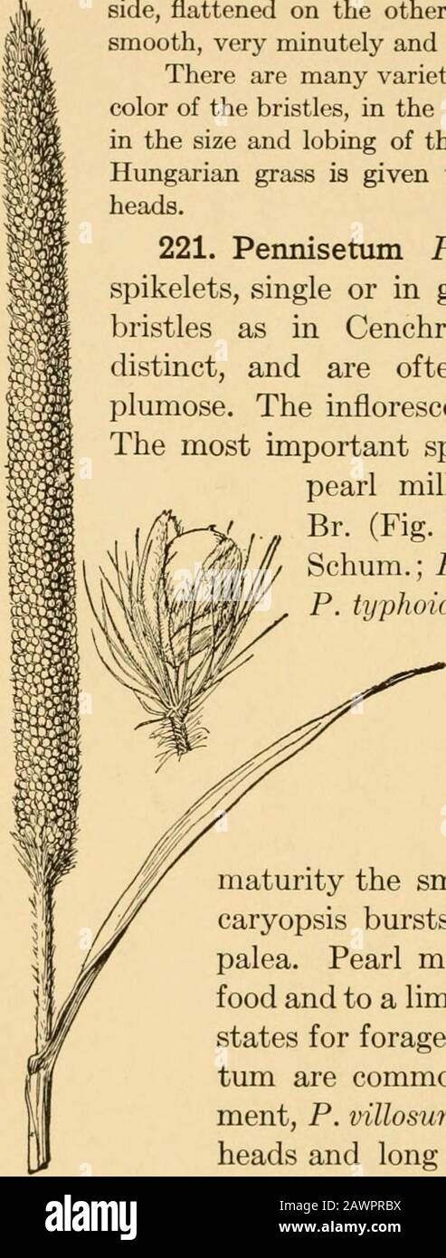 Penicillaria hi-res stock photography and images - Alamy