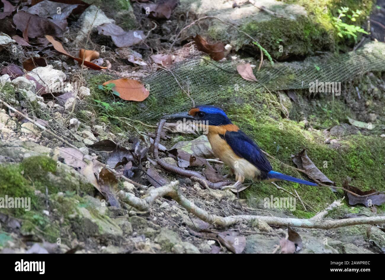 An adult female Rufous-Lored Kingfisher,Todiramphus winchelli,catching ...