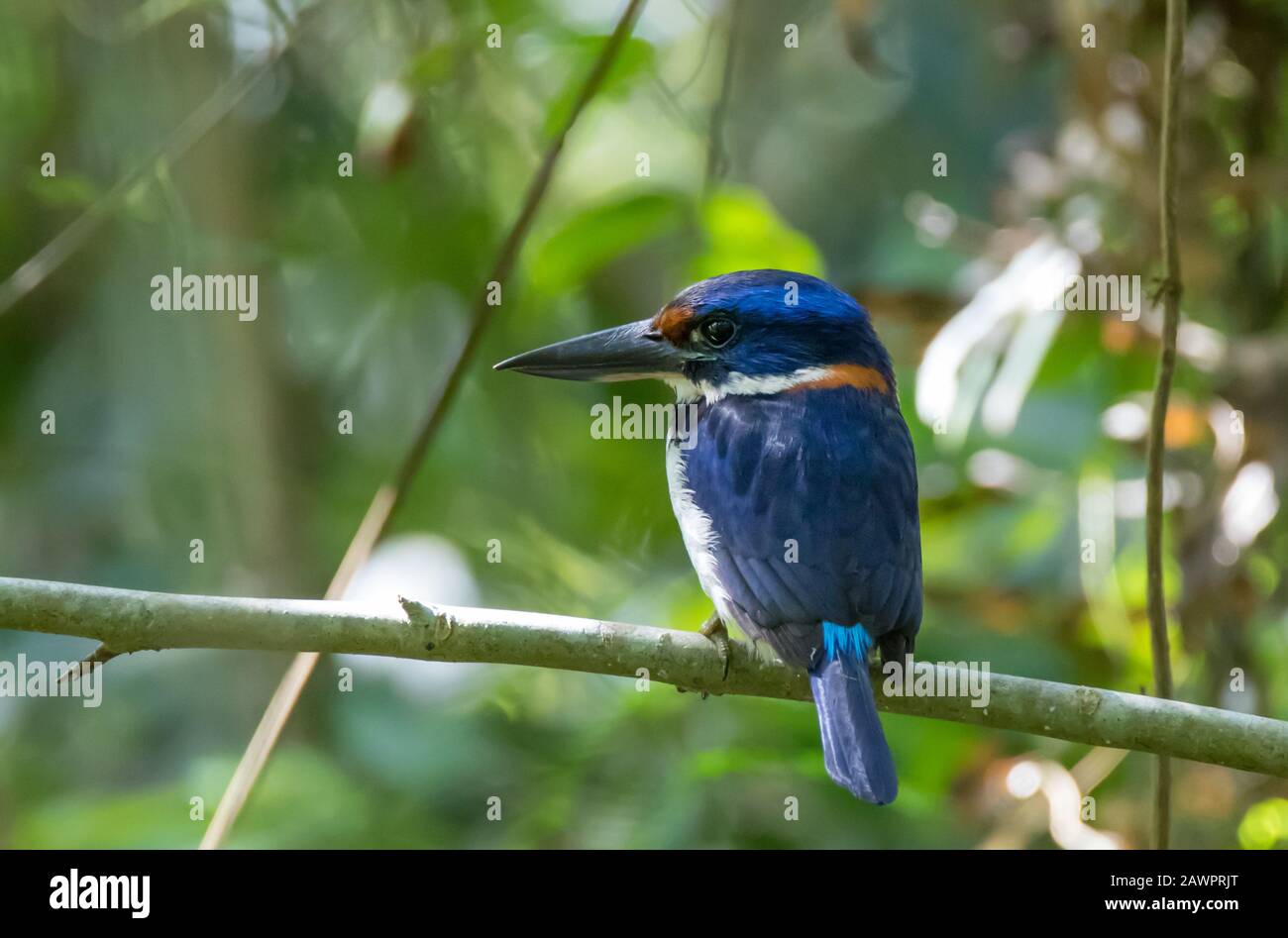 Philippine endemic species hi-res stock photography and images - Alamy