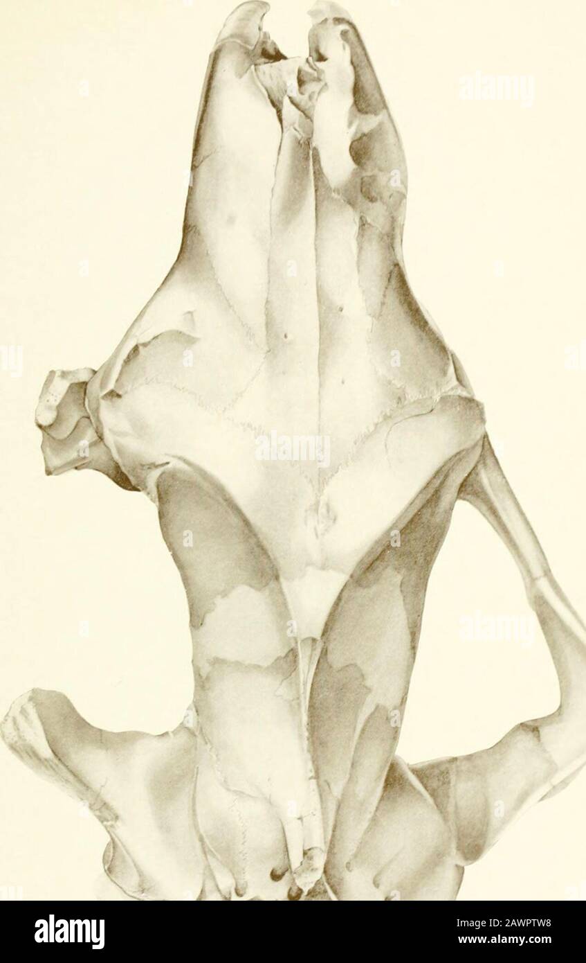 Smithsonian miscellaneous collections . 4 TILLODONT MANDIBLE FROM THE ...