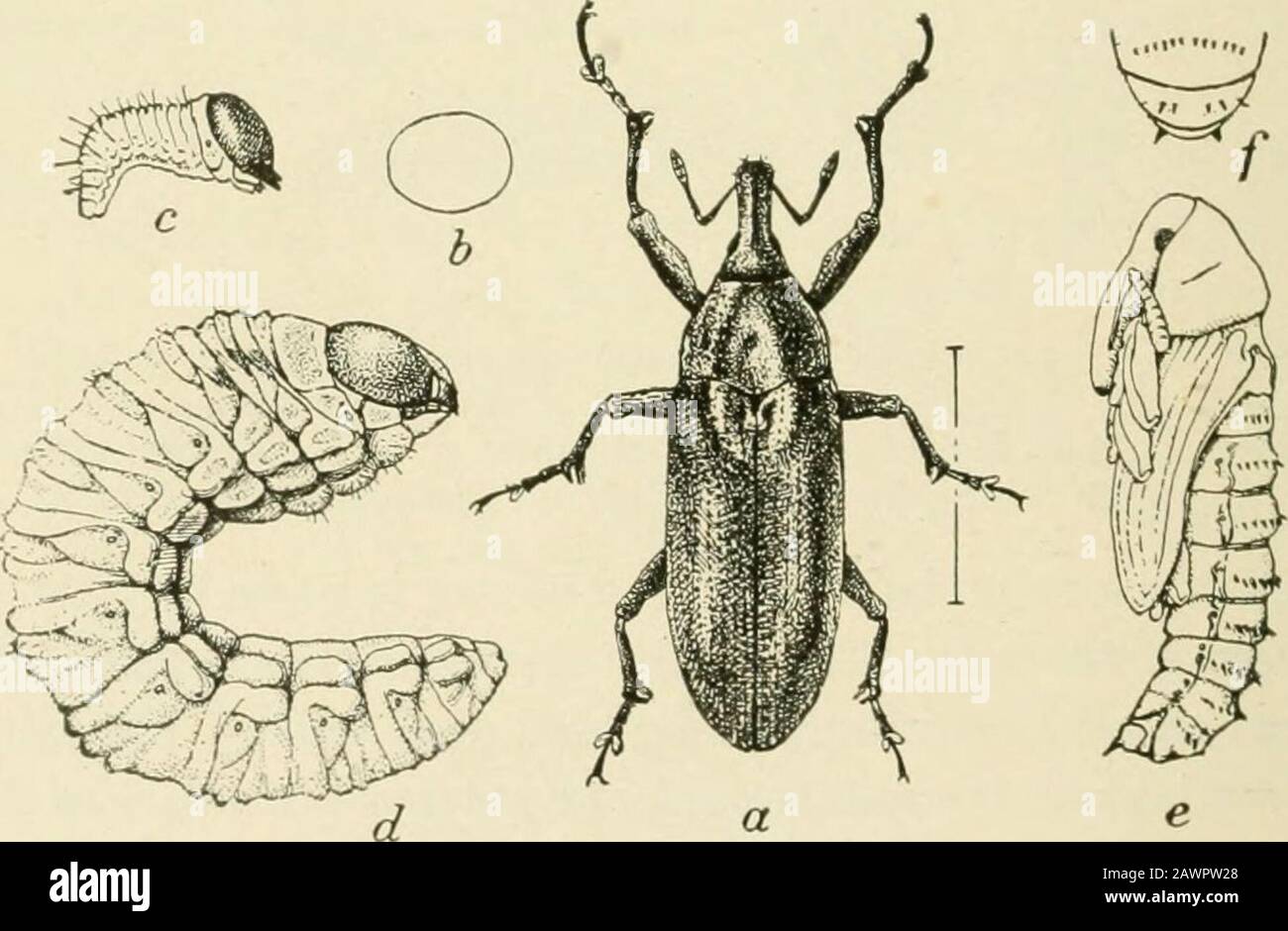Larvae occupies hi-res stock photography and images - Alamy