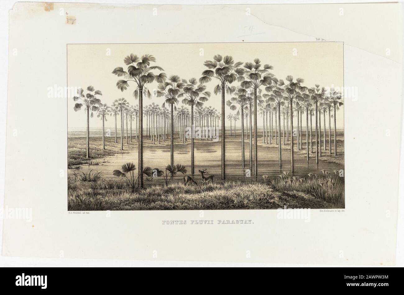 Fontes fluvii paraguay hi-res stock photography and images - Alamy