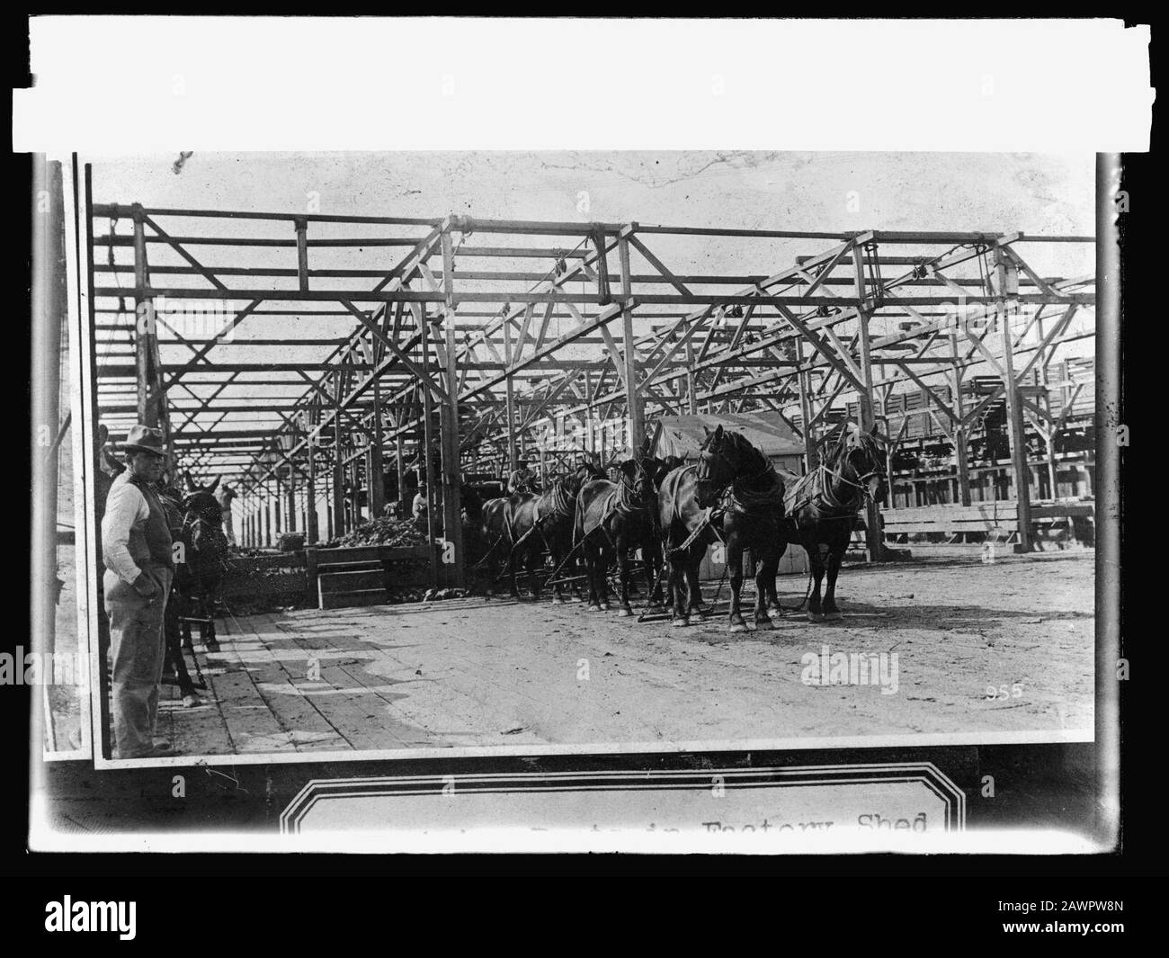 Food Adm. sugar, receiving beets in factory shed, Oxnard, (California ...