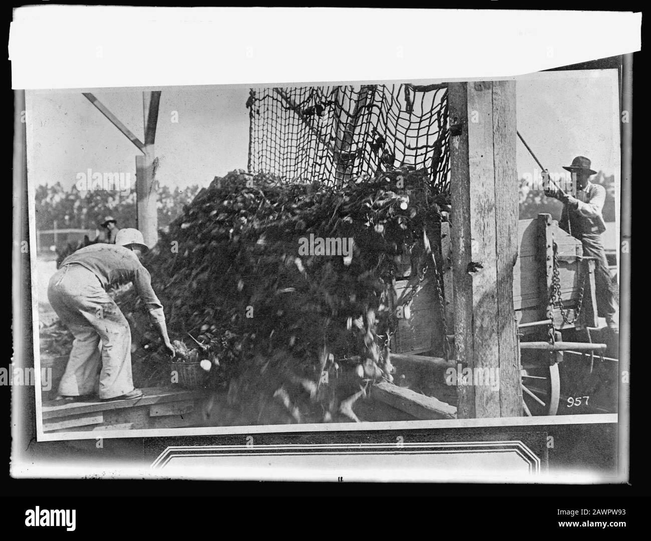 Food Adm. sugar, unloading beets from wagons, Oxnard, (California ...