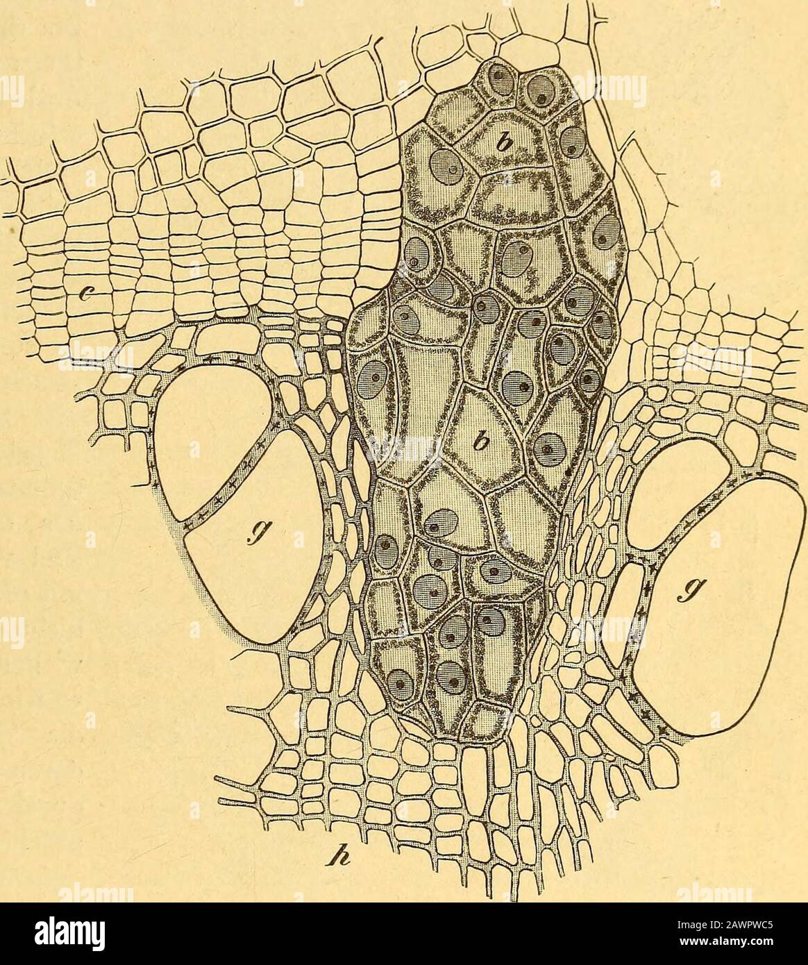 Apodanthes hi-res stock photography and images - Alamy